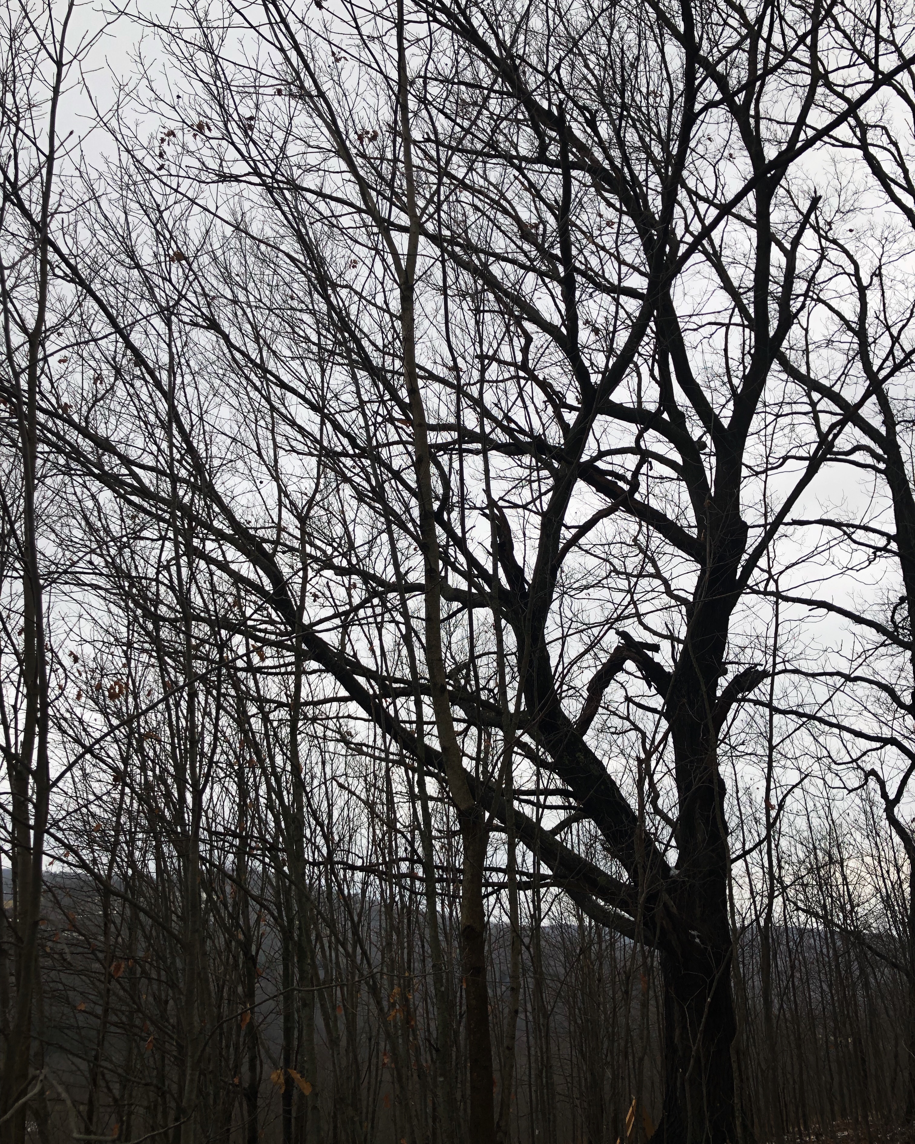 The Sacred Oak of the Ansuz Society – Sun Archer : The Pursuit of the ...